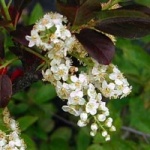 Canada Red Select Cherry, Prunus virginiana 'Shubert Select', Plant ...